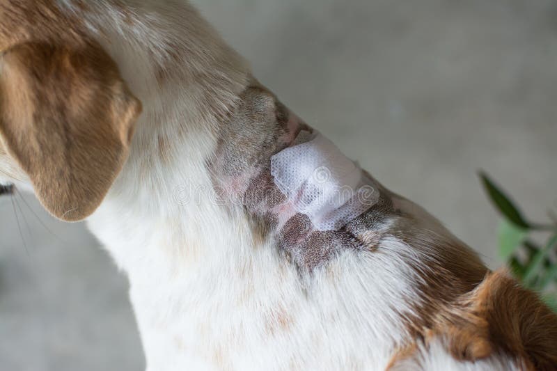 Adhesive Bandage on Dog S Neck Stock Photo - Image of doctor, sick ...