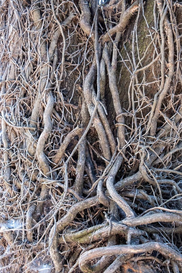 Adhesive Roots of an Old Ivy Plant Stock Photo - Image of branch ...