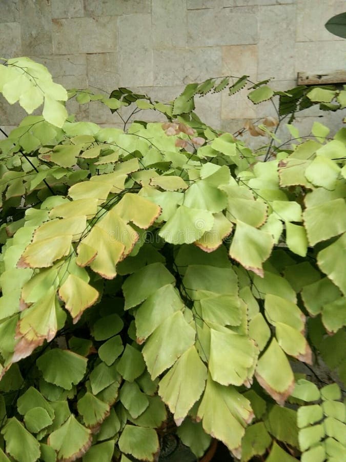Adiantum Peruvianum & X28;commonly Referred To As Suplir& X29; Stock ...