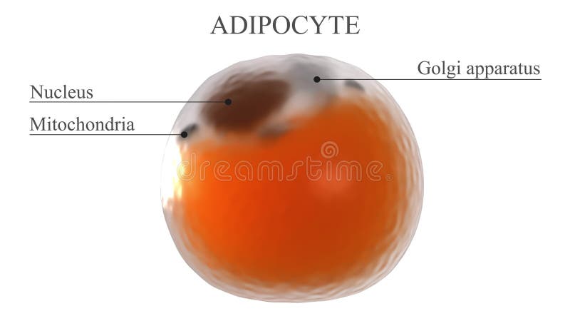 Adipocyte Structure with Text Annotations 3d Animation Stock Footage ...