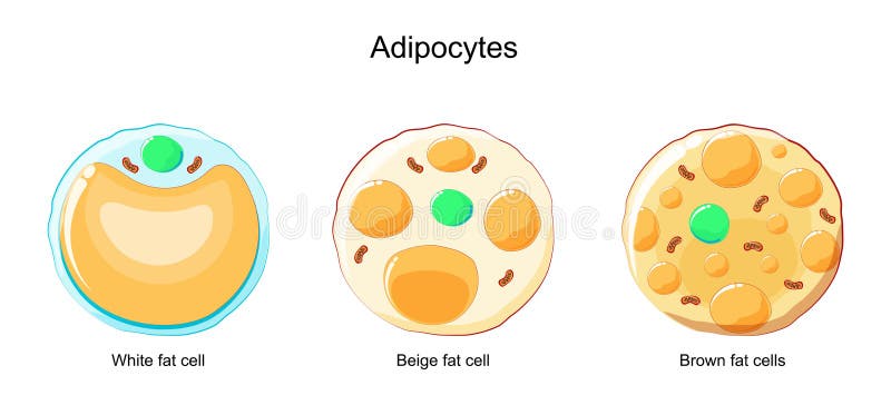 Adipocyte Structure. Fat Cell Stock Vector - Illustration of overweight ... Adipocyte Structure. Fat Cell Stock Vector - Illustration of overweight ...