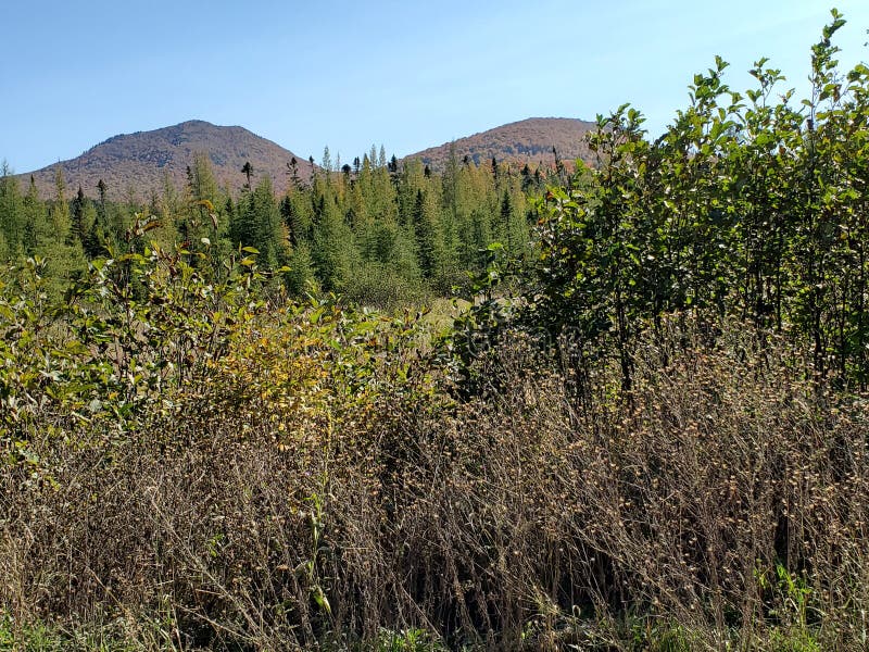 Adirondack Piney Ridge stock image. Image of pond, flower - 264669333