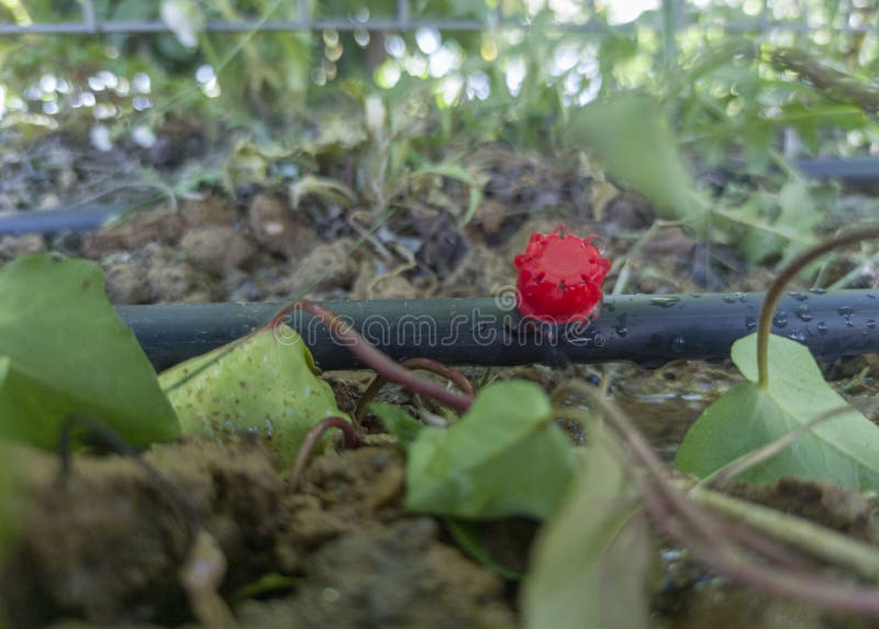 Adjustable Dripper or Bubbler in Action Stock Image - Image of drops ...