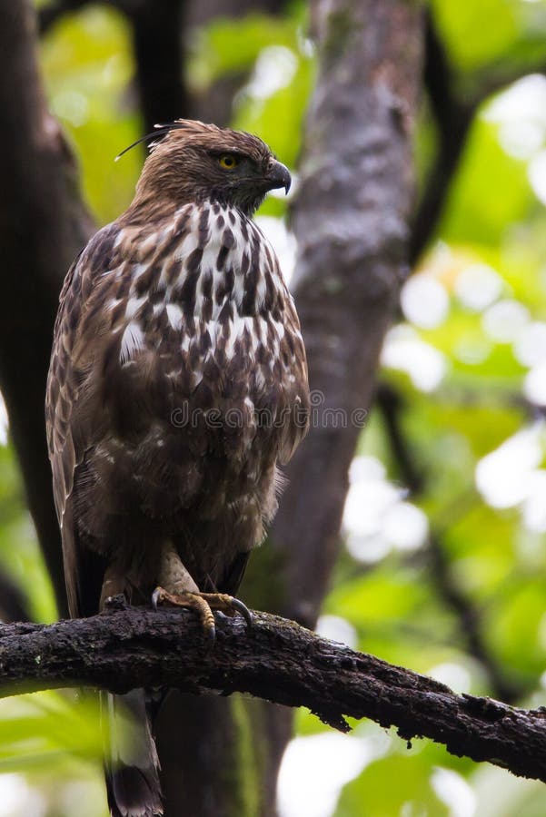 Adjustable Hawk Eagle Stock Photos - Free & Royalty-Free Stock Photos ...