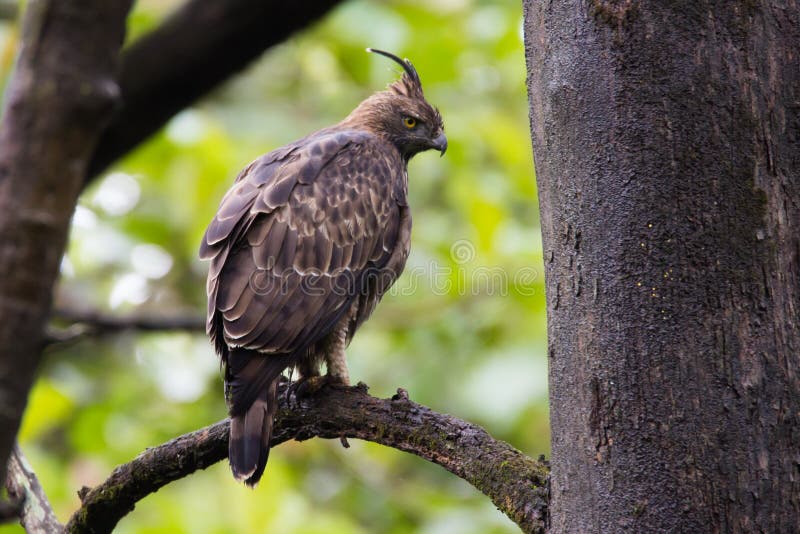 Adjustable Hawk Stock Photos - Free & Royalty-Free Stock Photos from ...