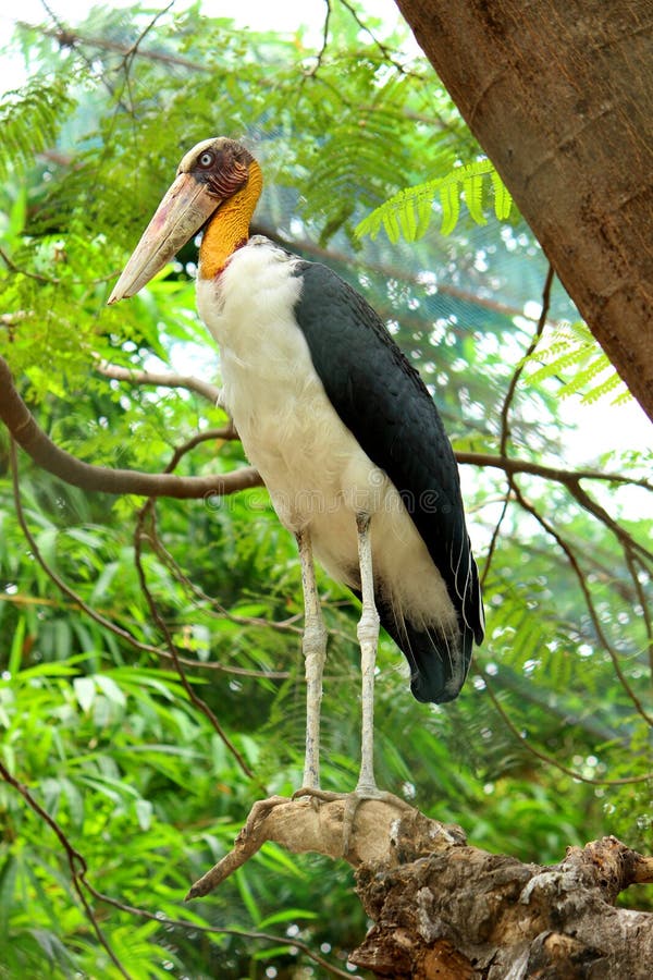 Adjutant Stork is Standing on the Tree Branch and is Looking Down Stock ...