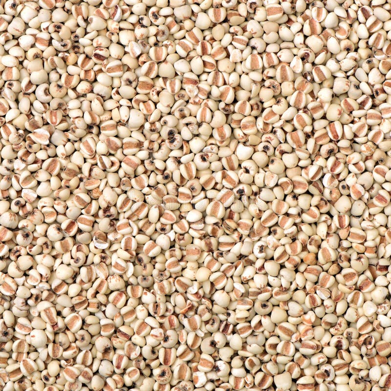 Adlay photo stock. Image du entier, cuillère, configuration - 102127100