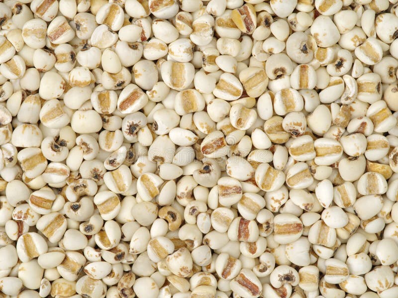 664 Adlay Stock Photos - Free & Royalty-Free Stock Photos from Dreamstime