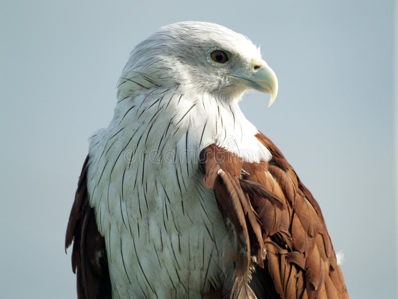 Adler stockfoto. Bild von tier, auge, nave, adler, vogel - 21430856