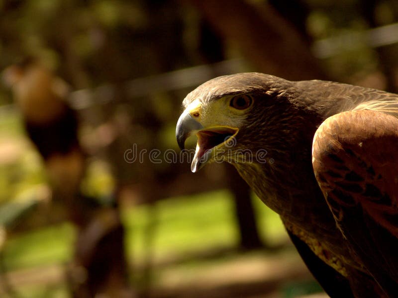 Adler stockfoto. Bild von scharf, nagen, adler, flügel - 639798