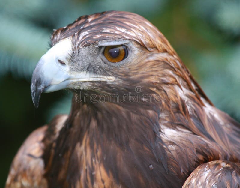 Adler stockbild. Bild von adler - 9866839