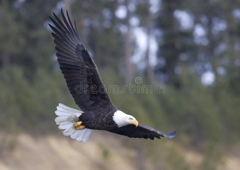 Kahler Adler Im Flug Getrennt Auf Blauem Himmel Stockbild - Bild von ...