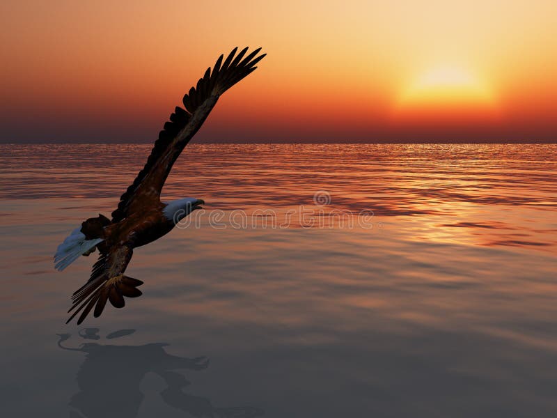 Adler im Flug stockfoto. Bild von flugwesen, fliegen, fliege - 7702754