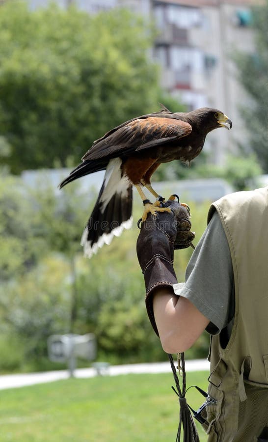 Adler-Frau stockbild. Bild von standort, leistungsfähig - 4382491