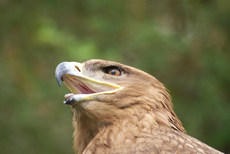 Adlerkopf stockbild. Bild von vogel, geier, wildnis, rasen - 12072417