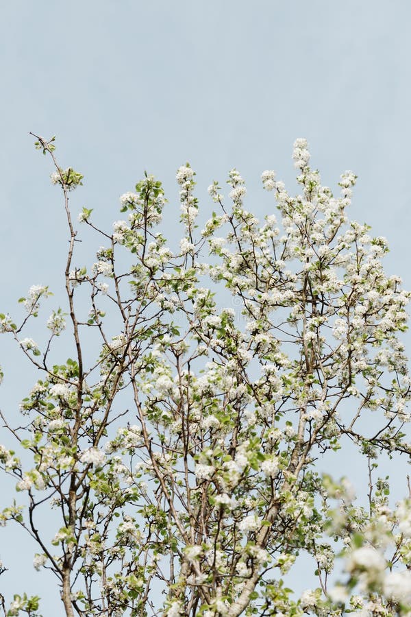 The first bloom of spring stock image. Image of produce - 353832647
