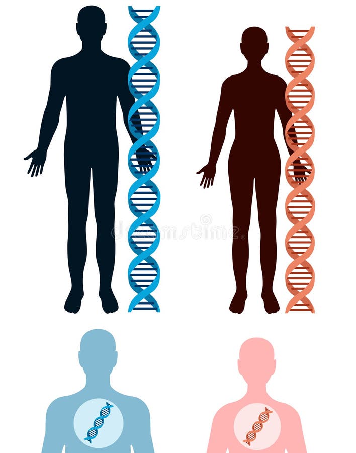 ADN et fuselage humain illustration de vecteur. Illustration du ...