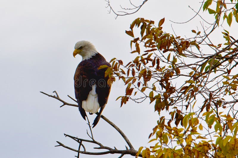 Fall Eagle on a Cottonwood stock image. Image of wildlife - 266330373