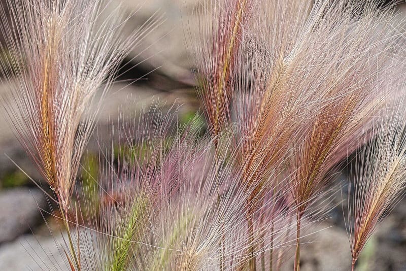 Wispy Fall Grass stock image. Image of autumn, blowing - 265749965