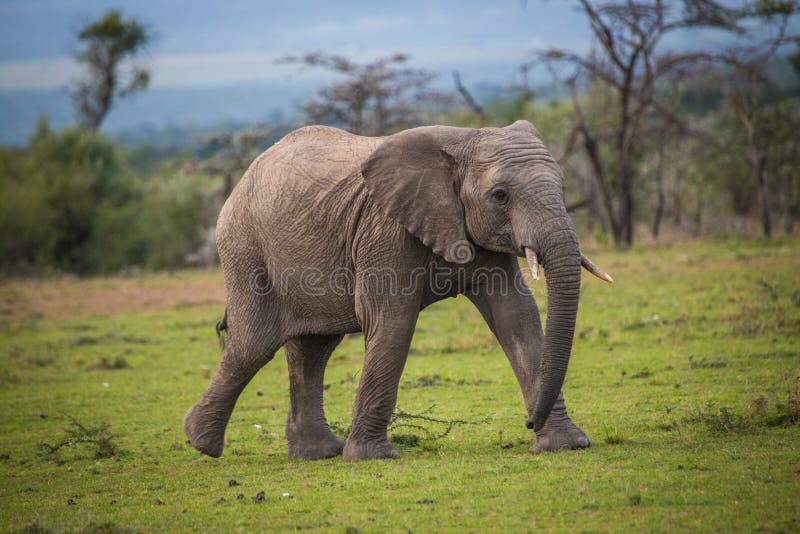 Adolescent Elephant - Uganda Stock Photo - Image of national, ears ...