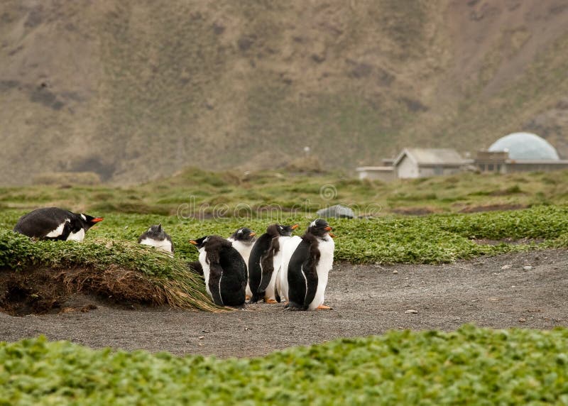 Gentoo Penguins - Pygoscelis Papua - Waddling Over Stones Cuverville ...