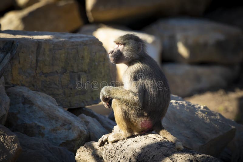 An Adolescent Hamadryas Baboon Relaxing in the Sunshine Stock Image ...