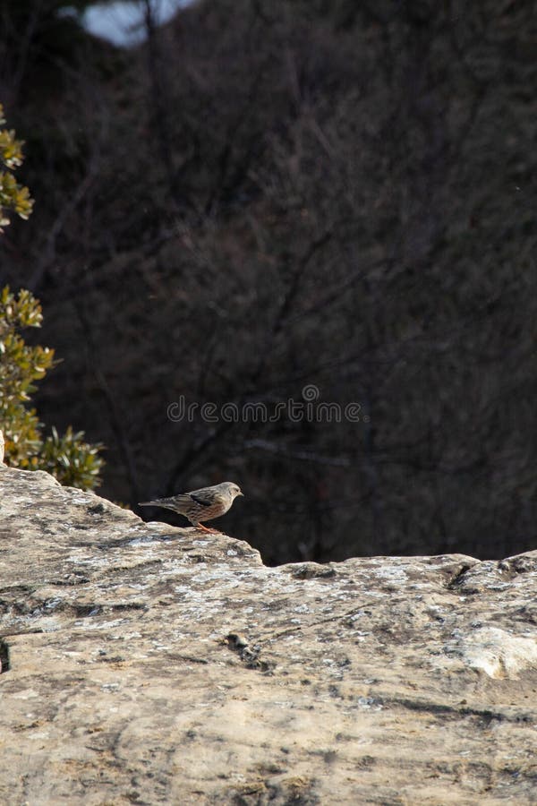 Adone mount stock image. Image of mount, italian, woods - 282290979