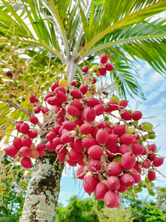 Adonidia Merrillii, the Christmas or Manila Palm. Stock Image - Image ...