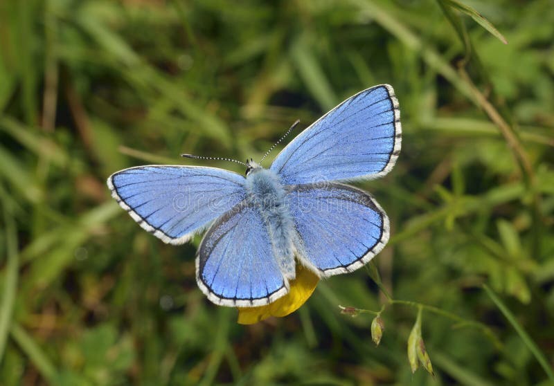 Adonis Blue Butterfly foto de archivo. Imagen de salvaje - 119063046