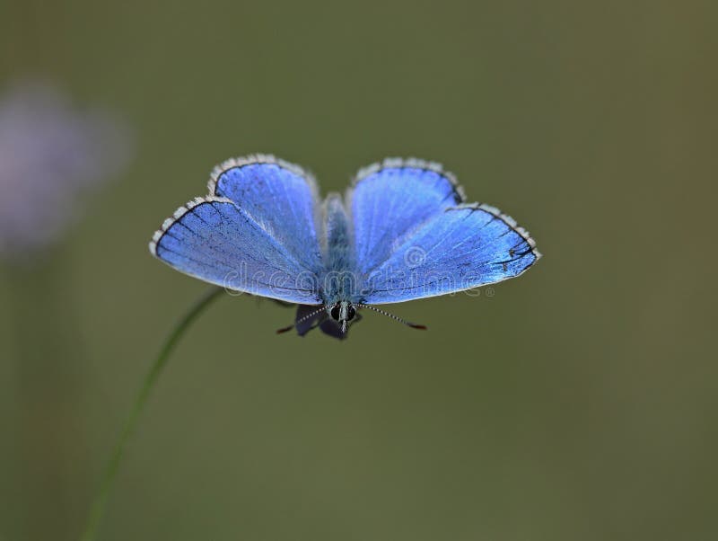 Adonis Blue stock image. Image of flying, colours, butterflies - 83364151
