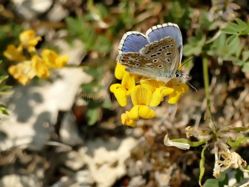 Adonis Blue on Horseshoe Vetch Stock Photo - Image of family, closeup ...