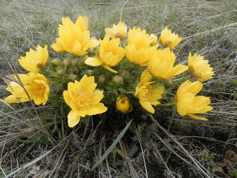 Adonis stock photo. Image of burgeon, flower, bright - 59843364