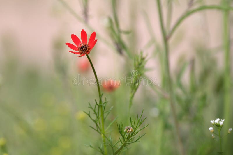 Flame Adonis Flowers Stock Photos - Free & Royalty-Free Stock Photos ...