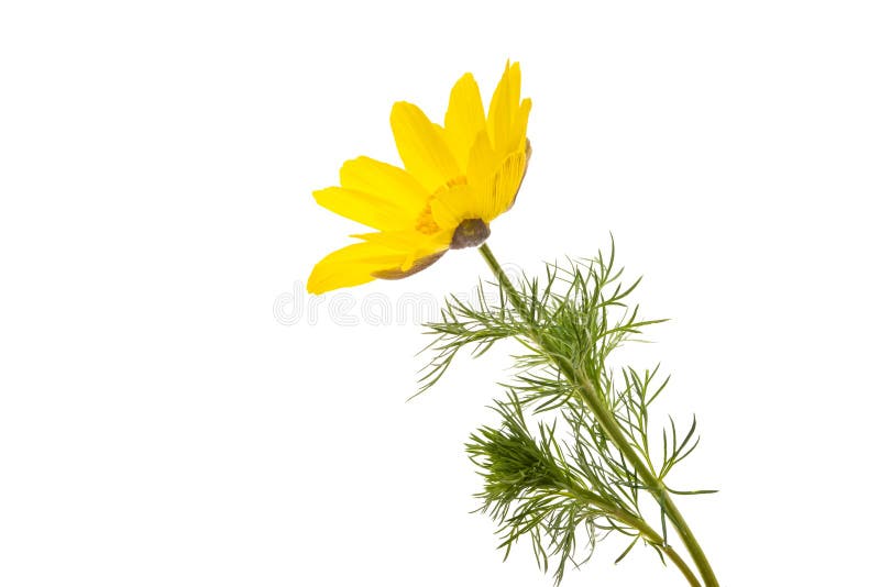 Adonis flower isolated stock image. Image of meadow - 217701741
