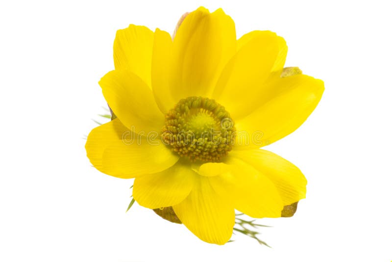 Adonis flower isolated stock photo. Image of herb, blossom - 217701744
