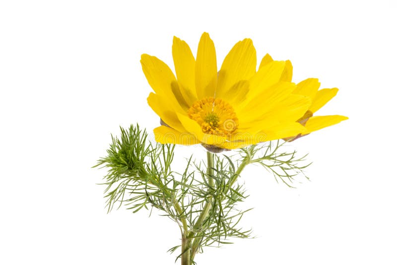 Adonis flower isolated stock image. Image of blooming - 217701779