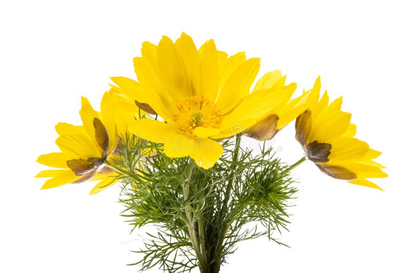 Adonis flower isolated stock photo. Image of herb, macro - 217701734