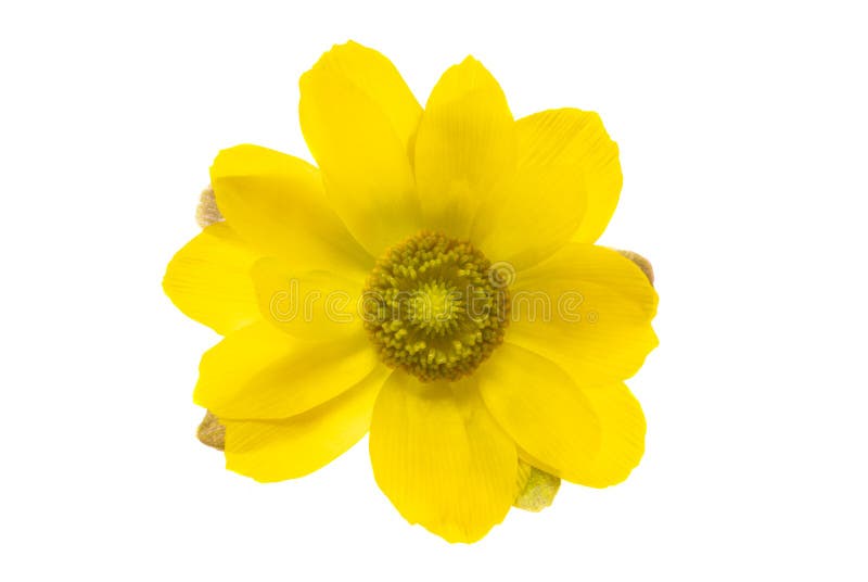 Adonis flower isolated stock photo. Image of fresh, herbal - 220087720