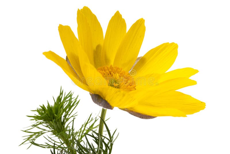 Adonis flower isolated stock image. Image of blossom - 245130721