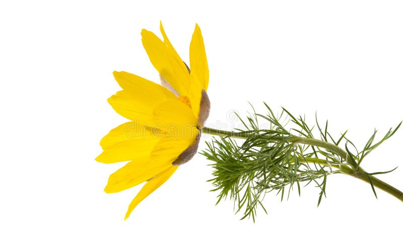 Adonis flower isolated stock image. Image of white, leaf - 245130725