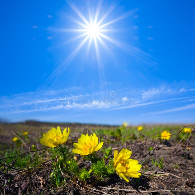 Adonis Flower in the Prairie at the Sunny Day Stock Photo - Image of ...