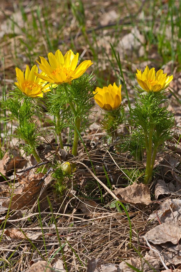 Fleurs d'Adonis image stock. Image du centrale, photo - 28551269