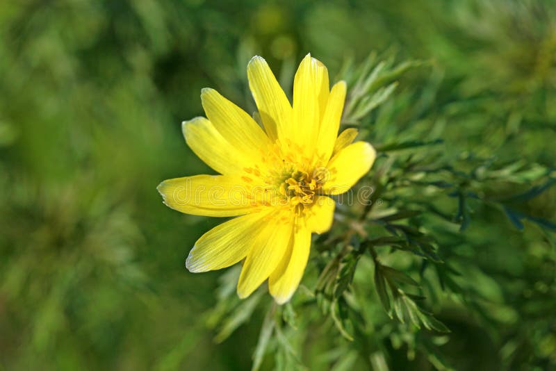 Adonis stock image. Image of meadow, macro, garden, spring - 42240485