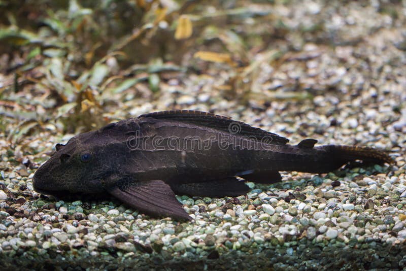 Adonis Pleco Acanthicus Adonis. Stock Image - Image of armored, endemic ...