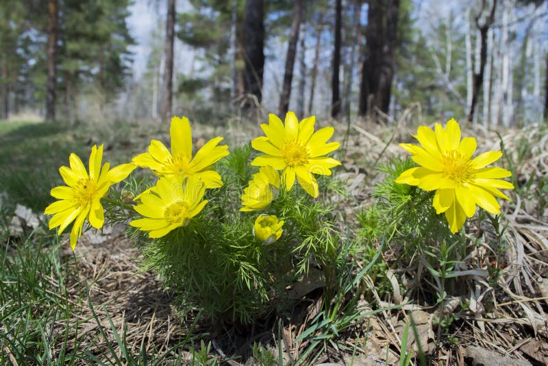 Adonis stock photo. Image of flower, spring, medicinal - 60836132