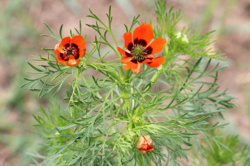 Adonis Summery (Adonis Aestivalis) Grows in Nature Stock Image - Image ...
