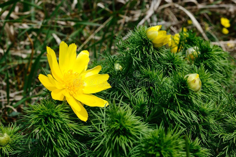 Adonis vernalis stock photo. Image of rare, vernalis - 26867100