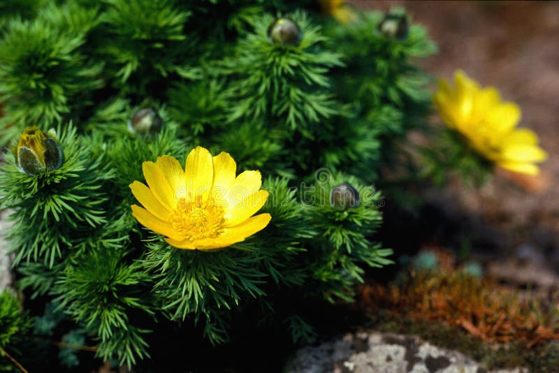 Adonis Vernalis - Wild Flower Stock Photo - Image of wild, beautiful ...