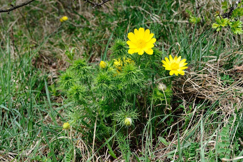 Adonis vernalis stock image. Image of adonis, plant, germany - 26867209