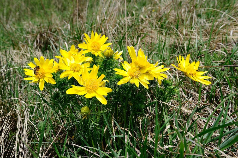 Adonis vernalis stock image. Image of oxeye, vernalis - 26867287